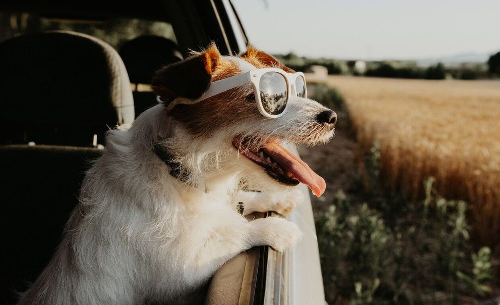 Bringing your pet to Spain: Rules, documents & travel tips | Kyero